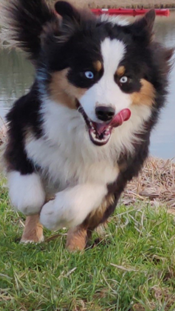 Accueil - Elevage Anthony Bascle - eleveur de chiens Berger Australien